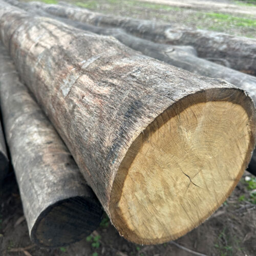 Bush Poles | Rustic World Timbers