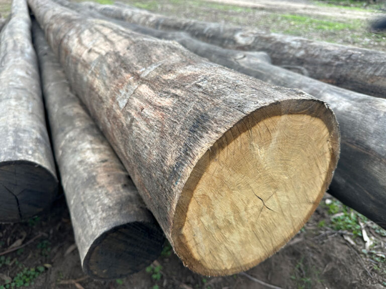 Bush Poles | Rustic World Timbers